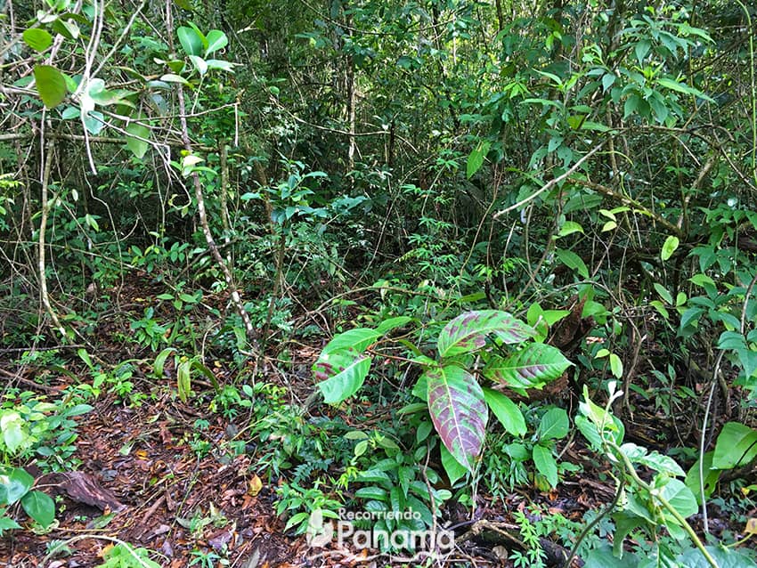 Cómo ir al Cerro Turega · Recorriendo Panamá